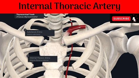 Internal Thoracic Artery Earth S Lab