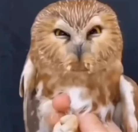 Your Boss After You Filled Out The Anonymous Survey Album On Imgur