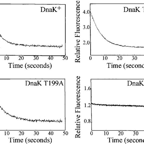 Peptide Binding And Release By Dnak And Dnak Derivatives Dnak Or