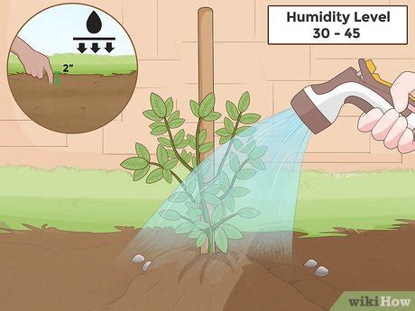 How To Grow Jasmine Planting Care Harvesting