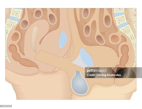Cross Section Biomedical Illustration Of Penis Inside Vagina During