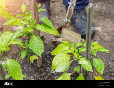Watering And Fertilizing Pepper Plants From A Mug With Mineral And Organic Fertilizers In The