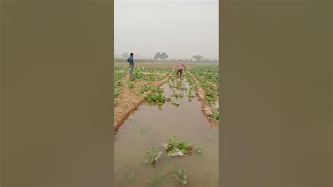 Hamare Chhote Dada Ji Khet Mein Pani Bharte Huye Manku Sanku Youtube