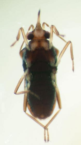 Aquatic Bug Bugguide Net