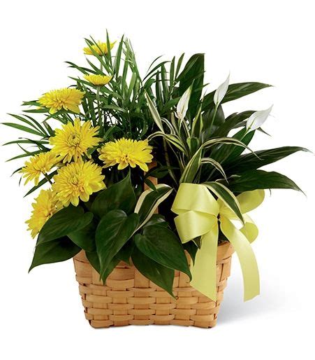 The Loving Light Dishgarden Peace Lily Plant Plant Ts Planting