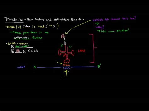 Anticodons Pair With What