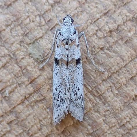 Phycitinae Bugguidenet