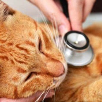 Признаки кошачьего гриппа и методы лечения заболевания