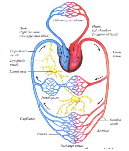 Vue densemble du système cardio Flashcards Quizlet
