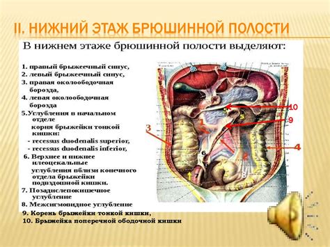 Топографо анатомические особенности брюшинной полости презентация онлайн