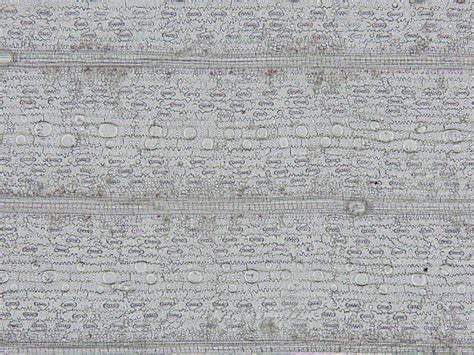 Stomata Object Detection Model By Stomata