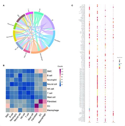 Potential Ligand Receptor Interactions Analyses In Different