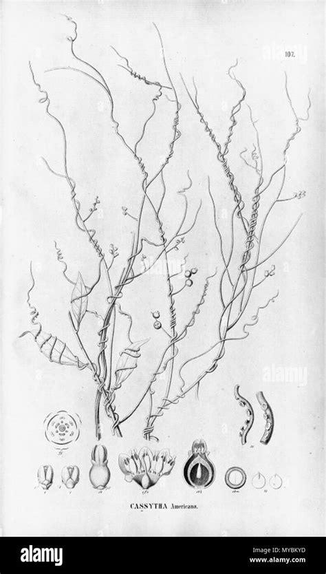 Illustration Of Cassytha Filiformis Orig Cassytha Americana