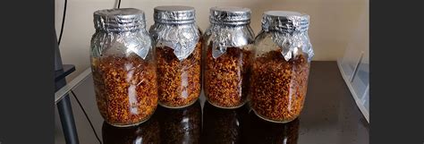Mushroom Grain Spawn Mycology Start
