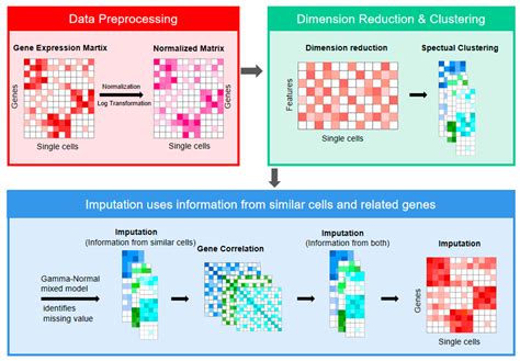 scCGImpute: An Imputation Method for Single-Cell RNA Sequencing Data Based on Similarities ...