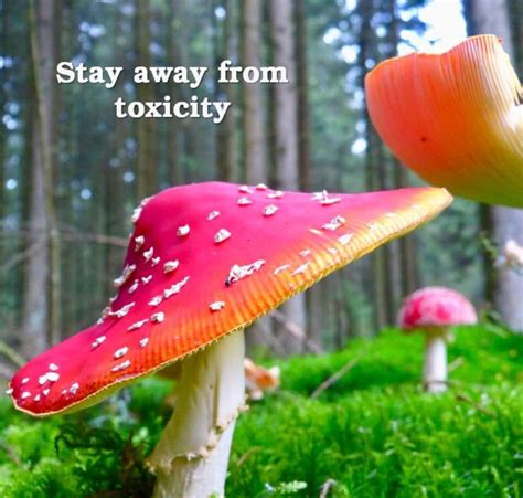 ယုရီ အဆိပ်သင့် စကားတွေကြောင့် စိတ်တွေ ခဏခဏ သေရတယ်