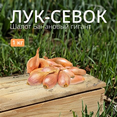 Луковицы Лук севок купить по выгодной цене в интернет-магазине OZON ...