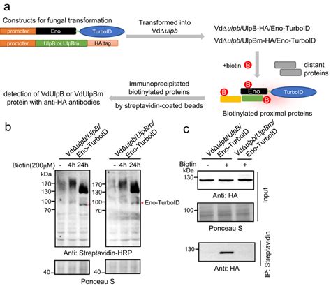 Vdulpb Interacted With Vdeno In V Dahliae A The Schematic Diagram Of