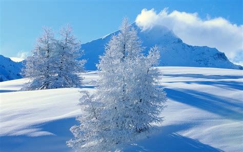 Fond Décran Paysage Neige Hiver La Glace Gel épicéa Sapin Gel