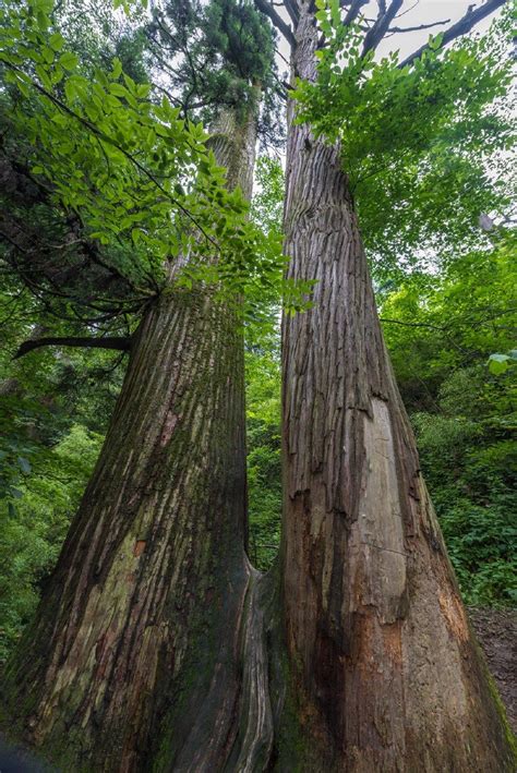 长得笔直的树都有哪些大山谷图库