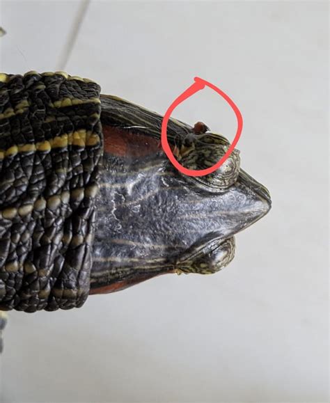 Protuberance Close To The Eye R Turtle