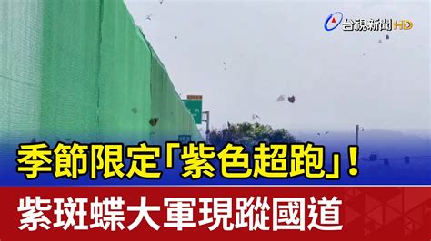 季節限定「紫色超跑」！ 紫斑蝶大軍現蹤國道 Youtube