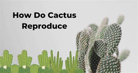 How Do Cactus Reproduce