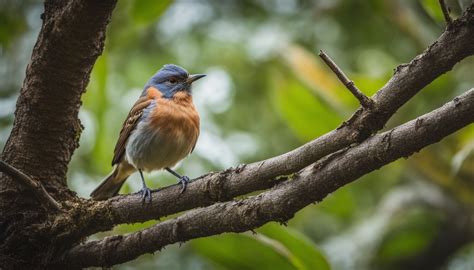 Do Birds Have Balls Do Birds Have Testicles Ultimate Guide