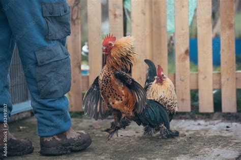 Foto De Bantam Cockerel Chicken L Attacking Leg Of Farmer Man With