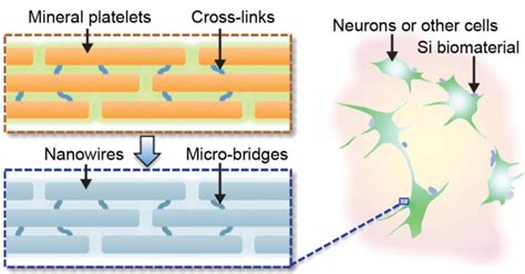 Silicon Particles May Help Hearts To Beat ™