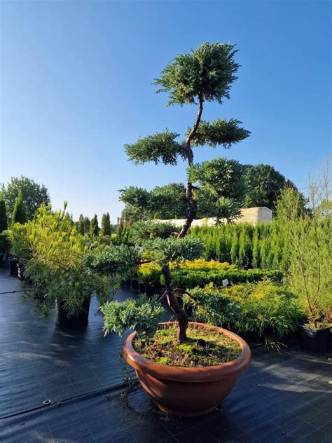 Formuotas kadagys bonsai Tado Ūkis