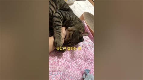 급발진 그거슨후추 후추 고양이 냥튜브 Youtube