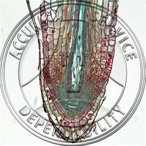 Fern Root Tip Ls Prepared Microscope Slide