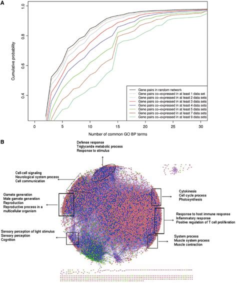 The Codingnon Coding Gene Co Expression Network A The