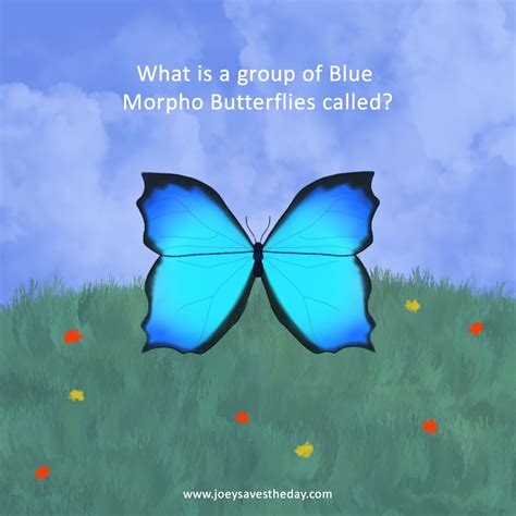 Joey Saves The Day Facts About The Menelaus Blue Morpho Butterfly