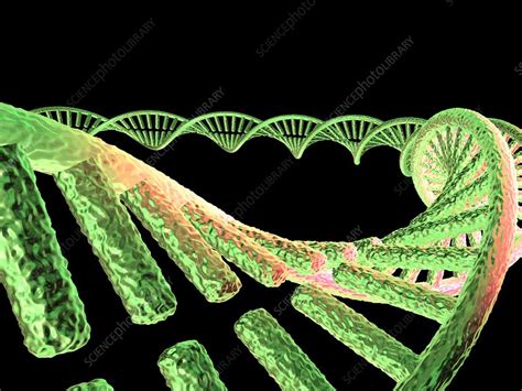Dna Molecule Computer Artwork Stock Image F0010121 Science Photo Library