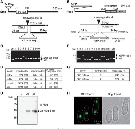 Pdf Short Homology Mediated Crisprcas9 Based Method For Genome