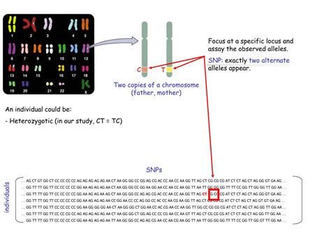 Ppt Cur Matrix Decompositions For Improved Data Analysis Powerpoint