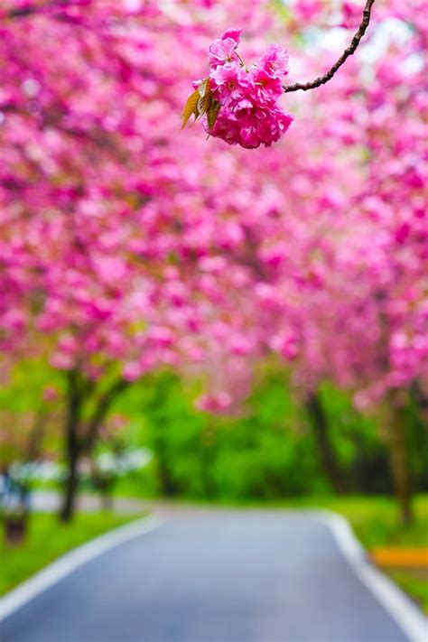 서산 문수사 겹벚꽃 과 서산 한우목장 충남 벚꽃 명소 네이버 블로그