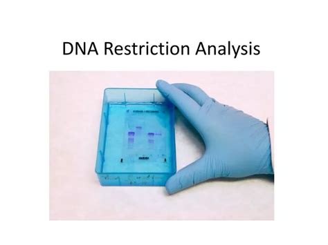 PPT DNA Restriction Analysis PowerPoint Presentation Free Download ID