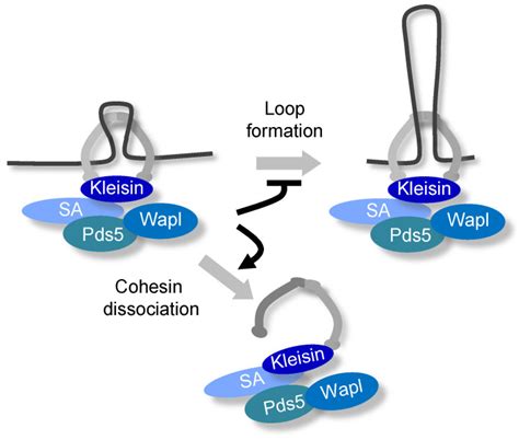 Rec8 Cohesin A Structural Platform For Shaping The Meiotic Chromosomes