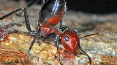 New Exploding Kamikaze Ant Species Discovered In Asia Youtube