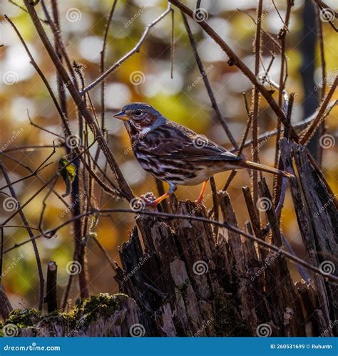 Adult Red Fox Sparrow Passerella Iliaca Perched On A Dead Tree Stump