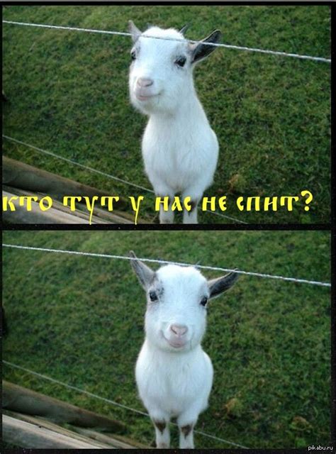 Козочка | Пикабу