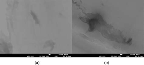 Scanning Electron Micrographs Of Ps Composites With A 006 Vol And
