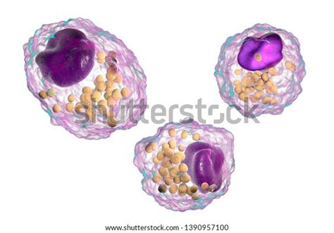 Foam Cell Macrophage Cells That Contain Stock Illustration