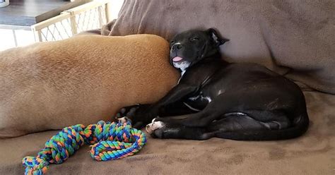 Maximum Blep Has Been Achieved Album On Imgur