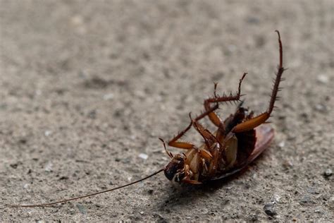 Por Qué Las Cucarachas Mueren Boca Arriba Conoce La Razón De Que