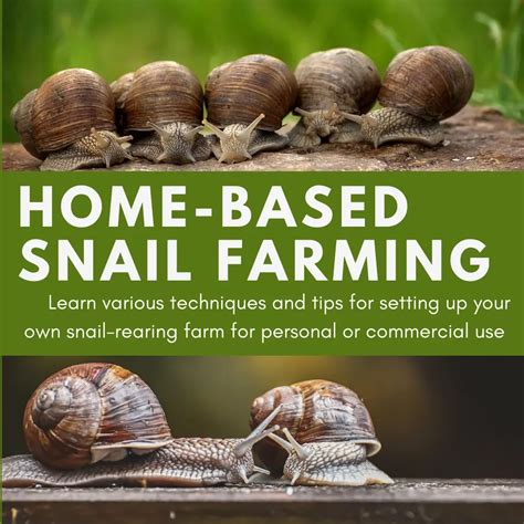 Snail Farming Artofit
