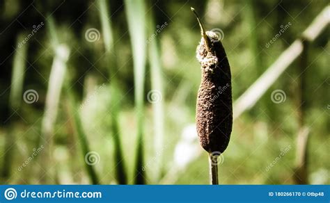 Typha Plant Wetland Habitat Cattail Grass Papyrus Bunch Royalty Free